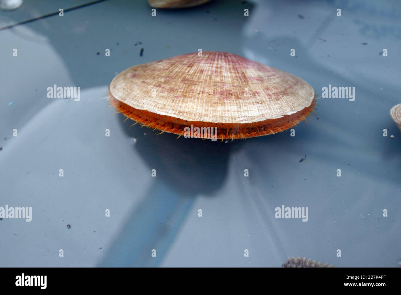 Scollops in shell hi-res stock photography and images - Alamy