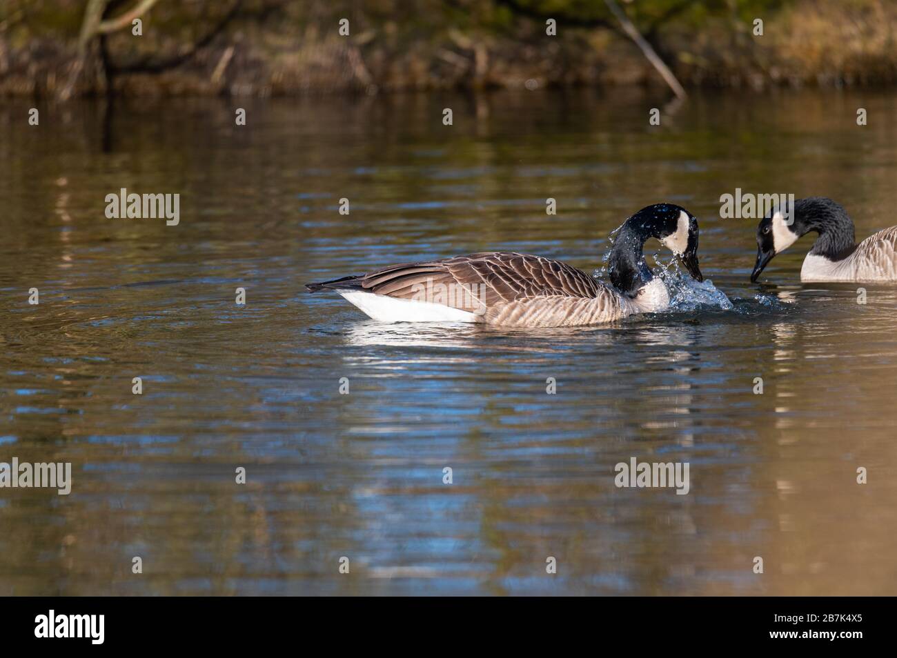a Canada goose cleans itself in a small pond, the water runs all over ...