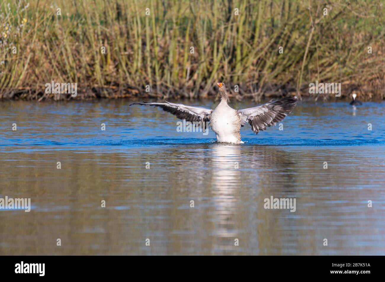 Large grey goose hi-res stock photography and images - Alamy