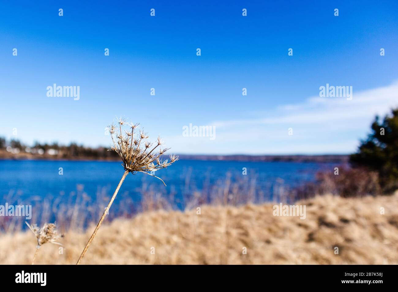 Wild Flower at winter with view on Annapolis River Stock Photo - Alamy