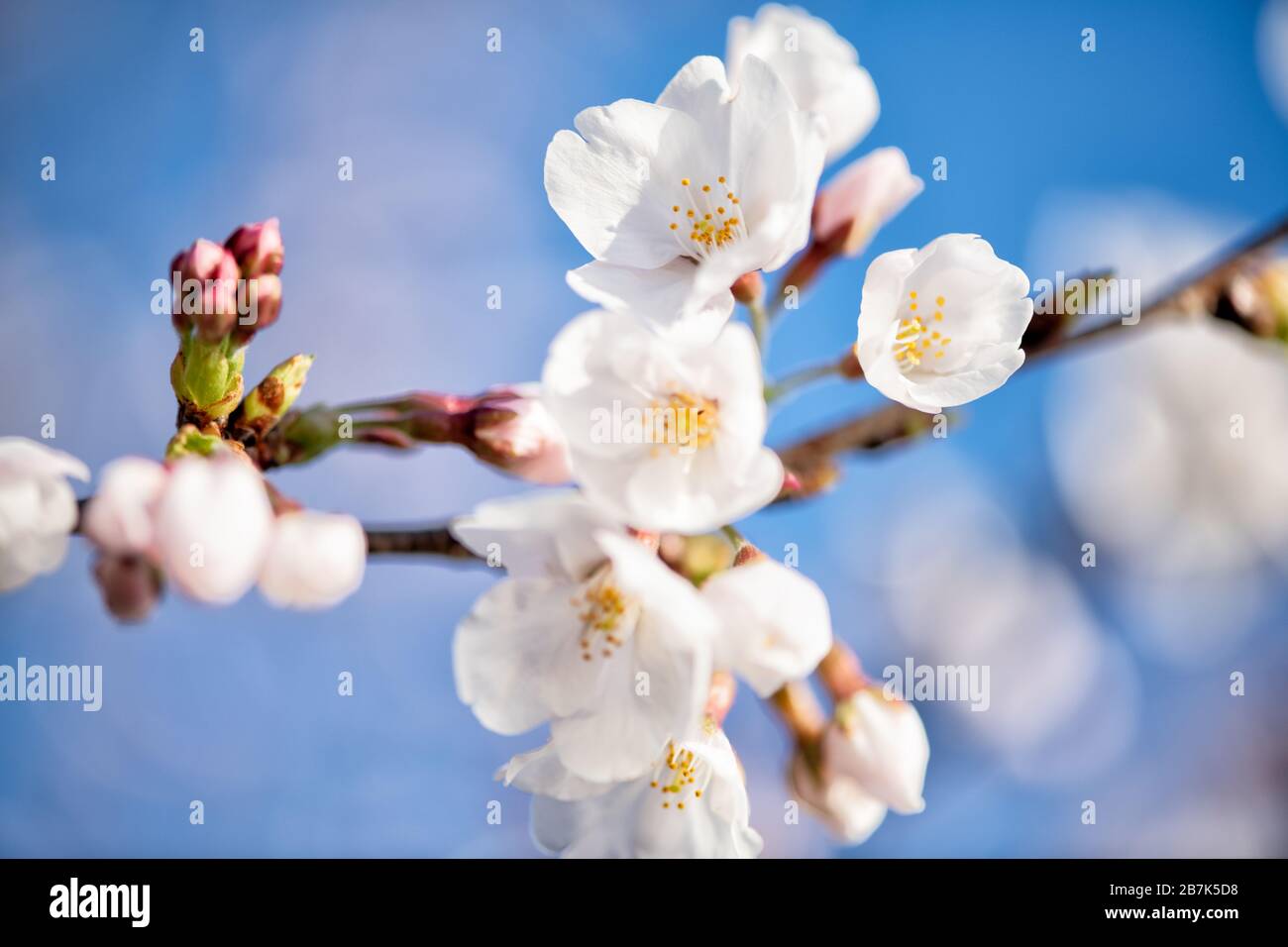 WASHINGTON DC, United States — A close-up view of Washington DC's ...