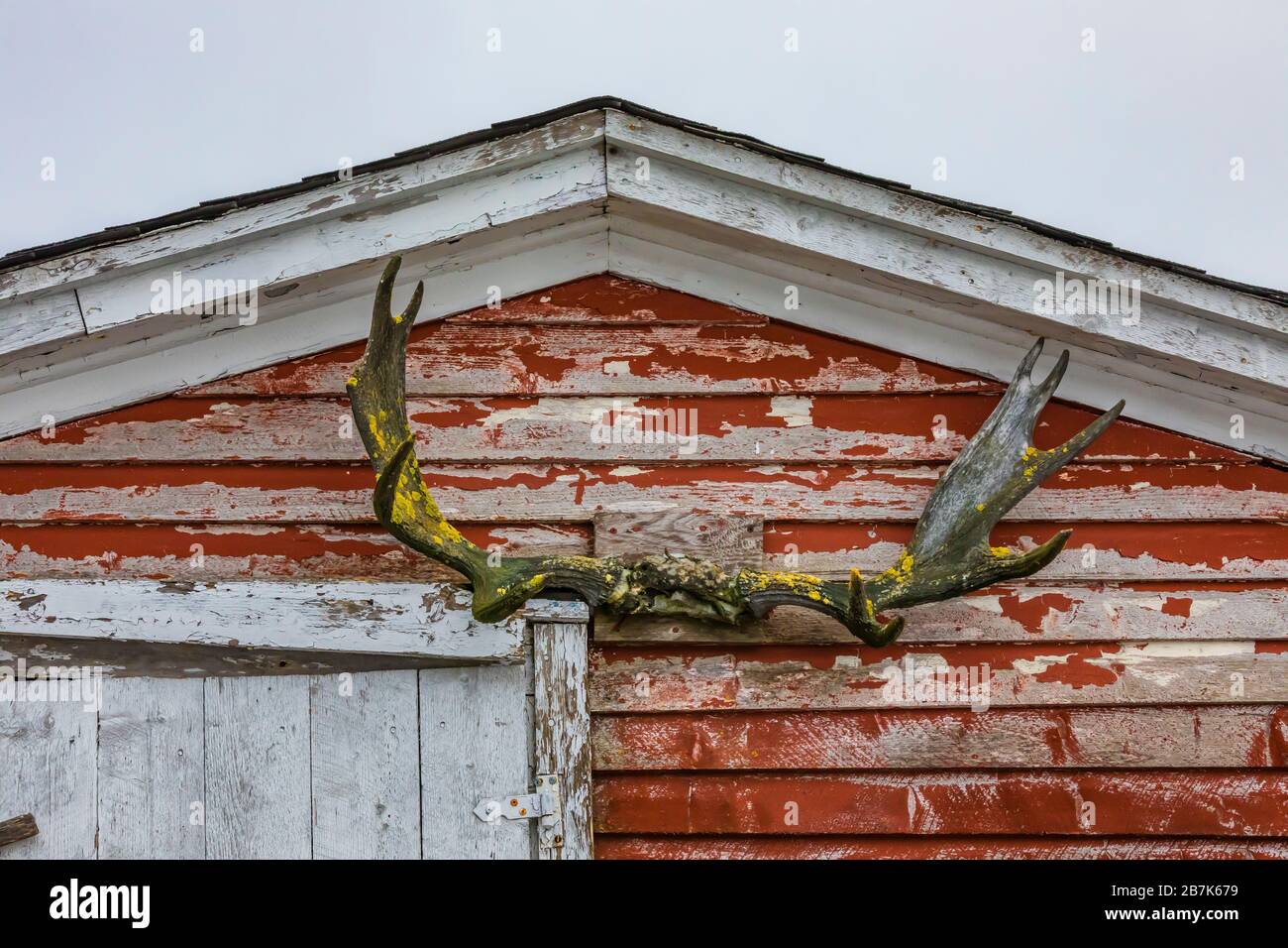 Stage with Moose antlers in Newfoundland, Canada Stock Photo - Alamy