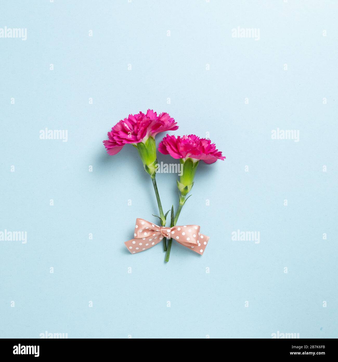 Pink spray carnation flowers with ribbon on blue background. Floral ...
