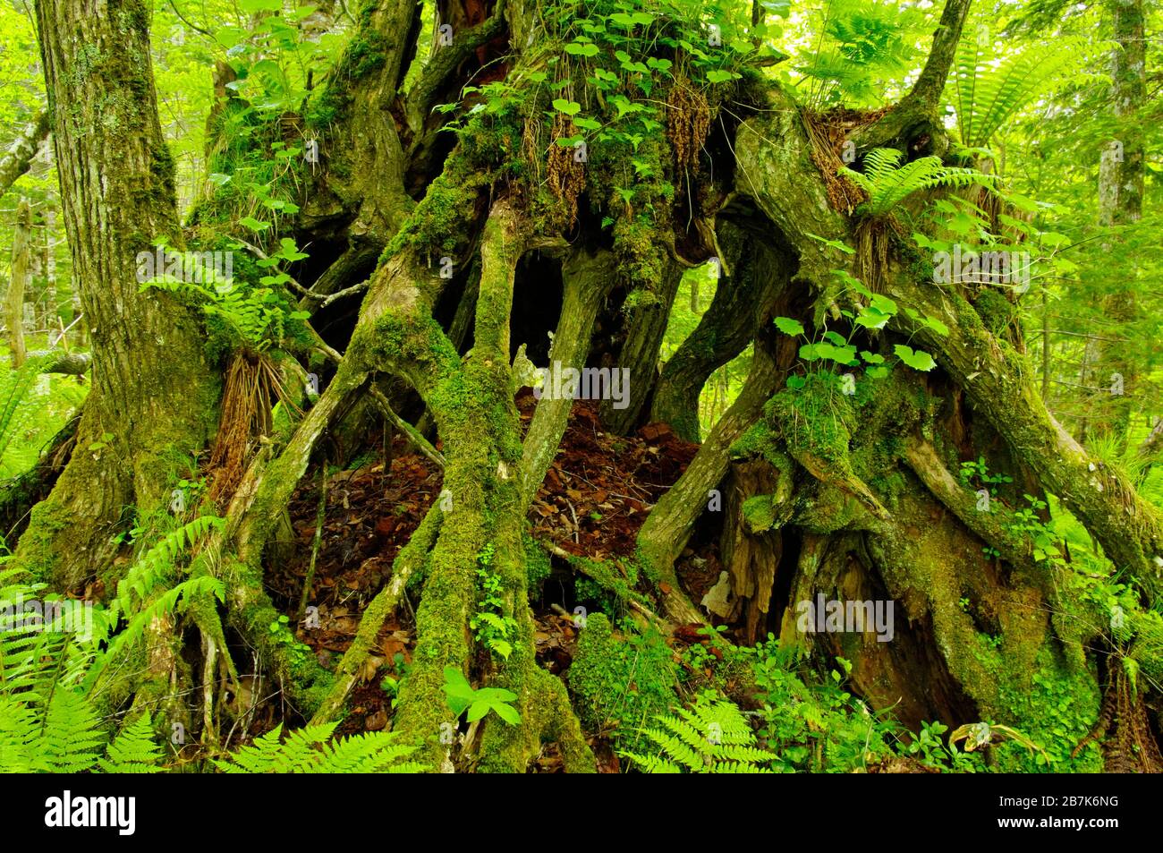 Needleleaf Forest High Resolution Stock Photography and Images - Alamy