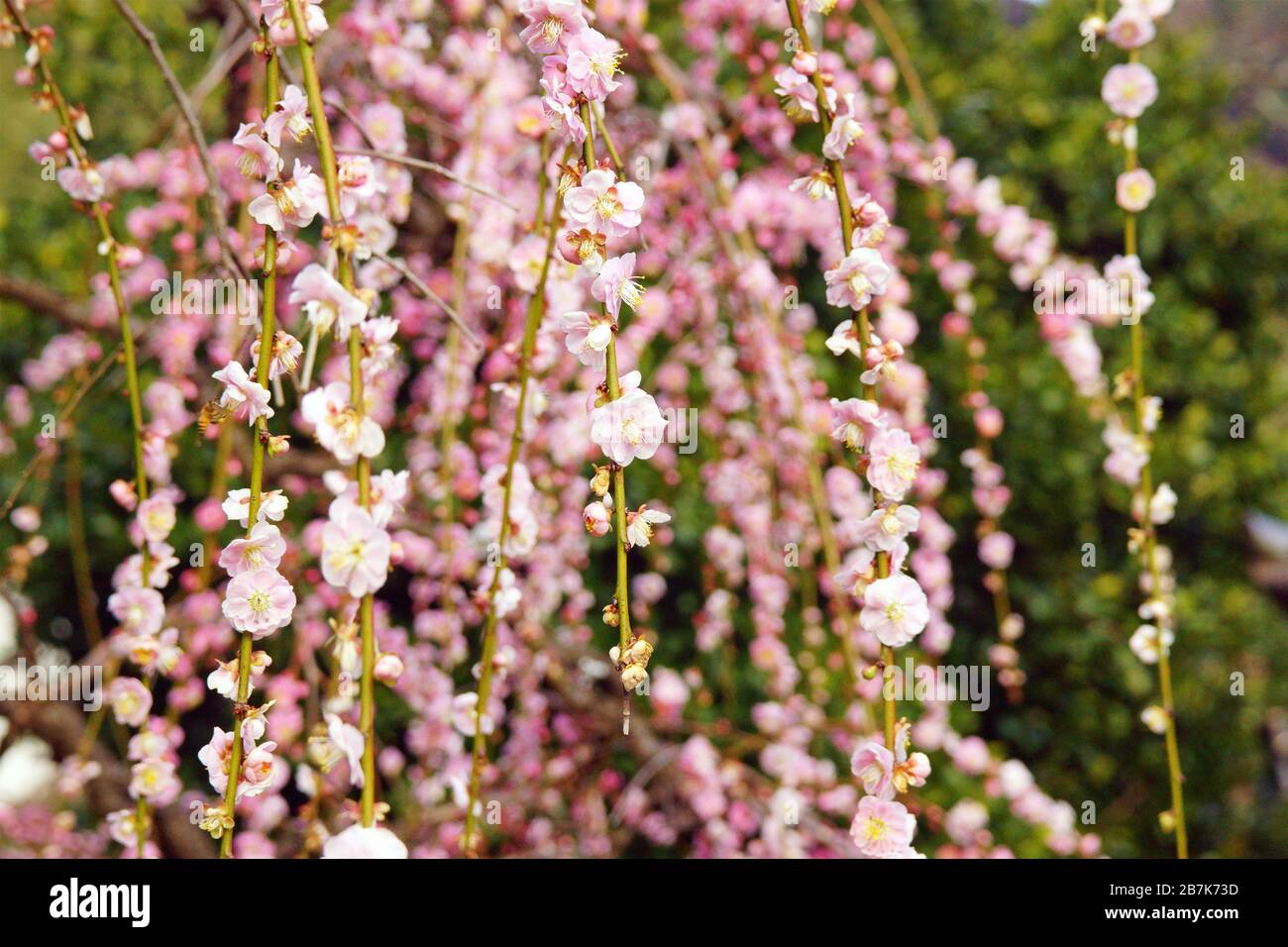 Mume High Resolution Stock Photography and Images - Alamy