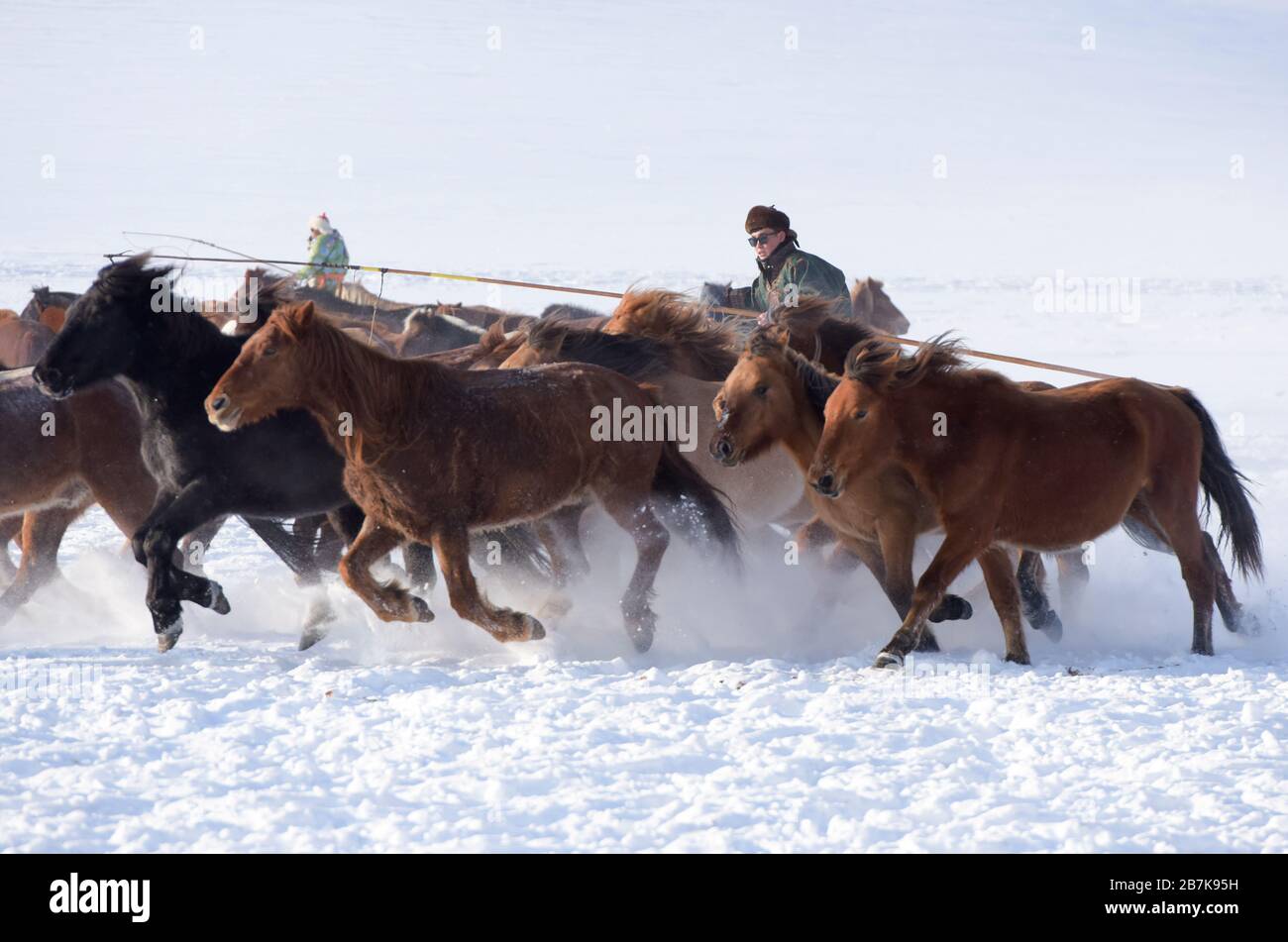 Horsemen ride and lasso horses at the Mongolia Steppe Horse Culture in ...