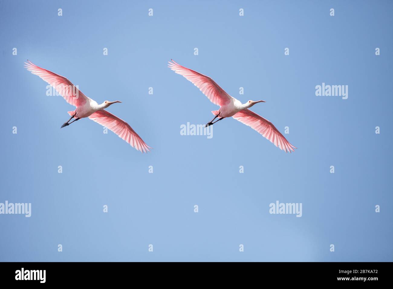 Pink spread wings of a flying roseate spoonbill bird Platalea ajaja ...