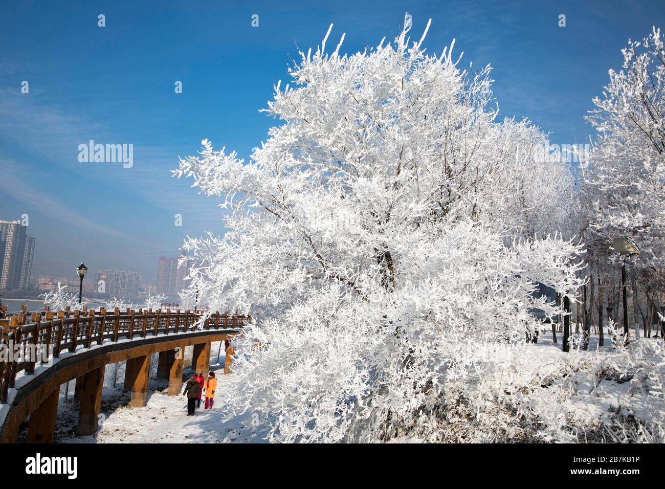 Rime ice, which forms when supercooled water liquid droplets freeze ...