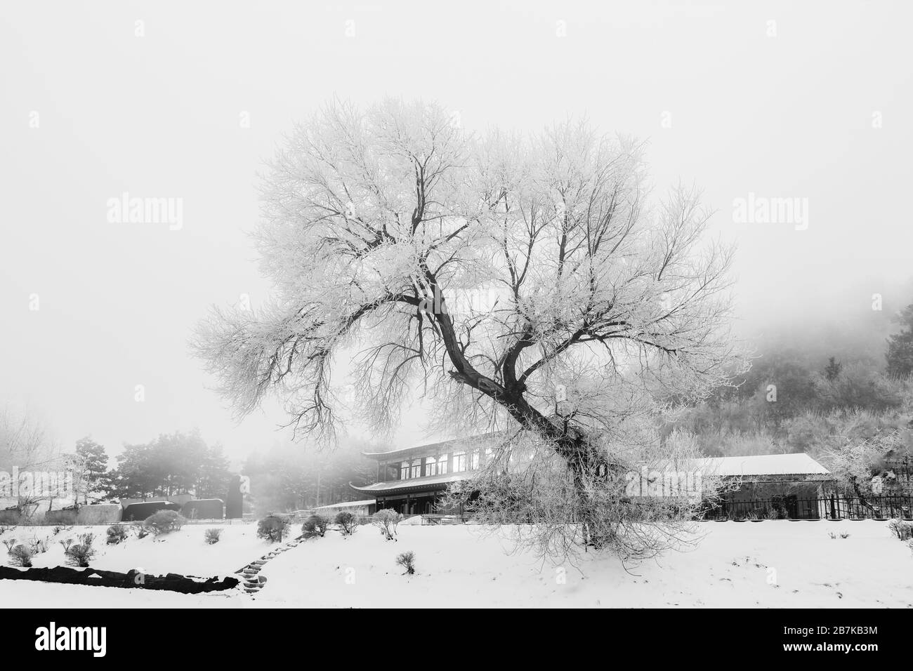 Rime ice, which forms when supercooled water liquid droplets freeze ...