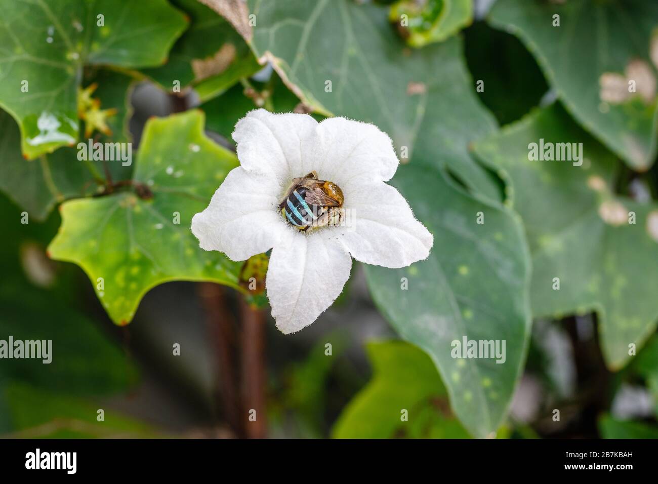 Stripe blue beetle in a white flower of blooming Thunbergia ...