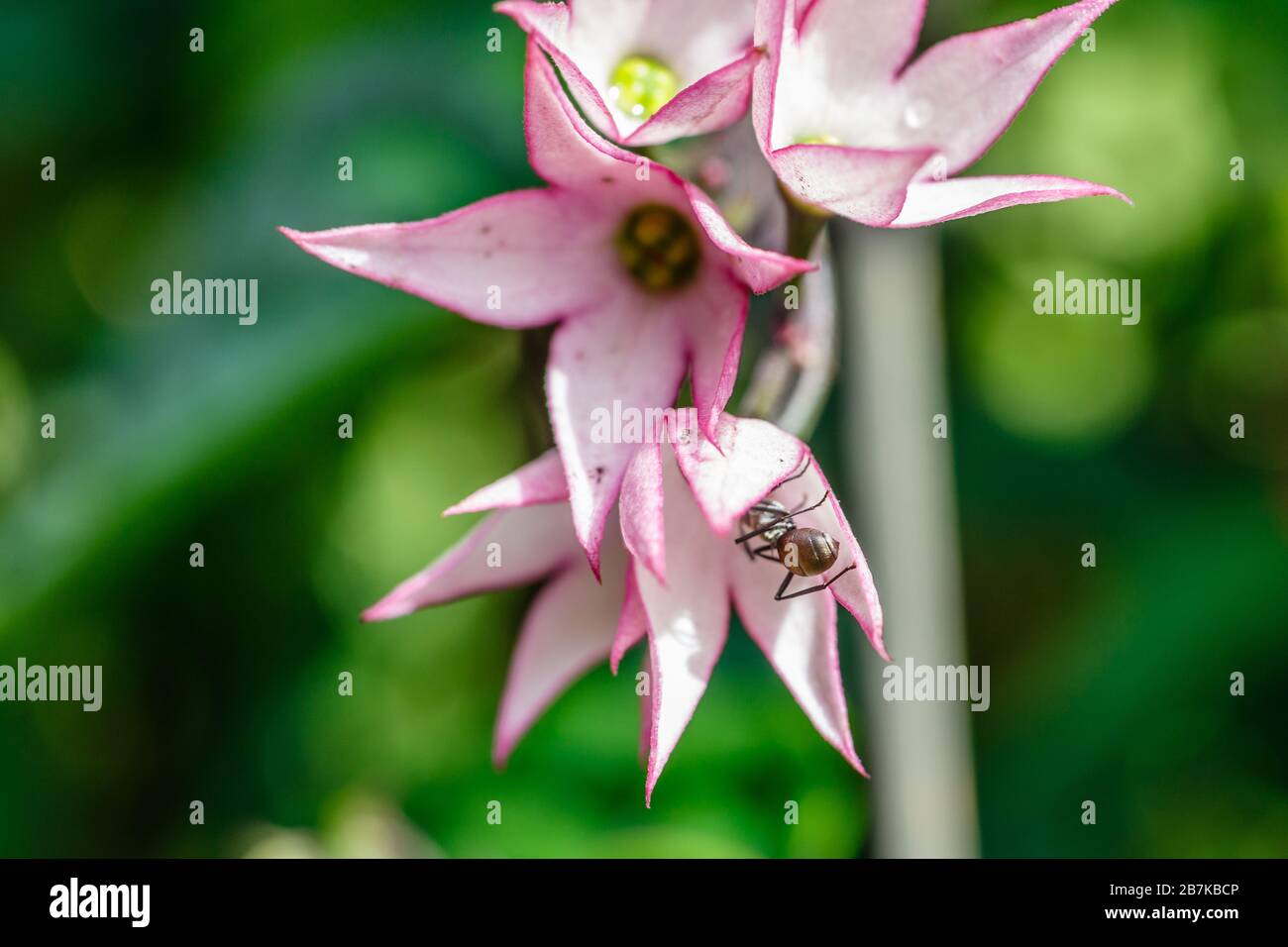 Blooming Clerodendrum thomsoniae or Bleeding heart, flowering ...