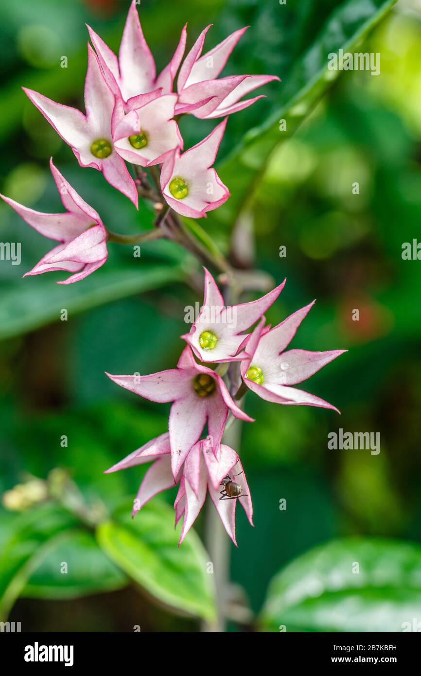 Blooming Clerodendrum thomsoniae or Bleeding heart, flowering ...