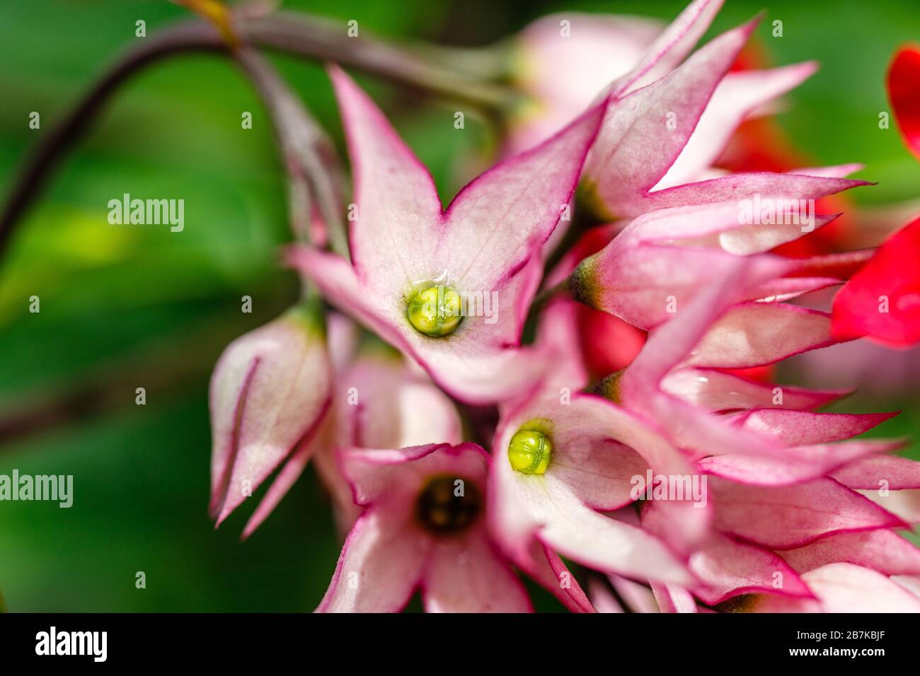 Blooming Clerodendrum thomsoniae or Bleeding heart, flowering ...