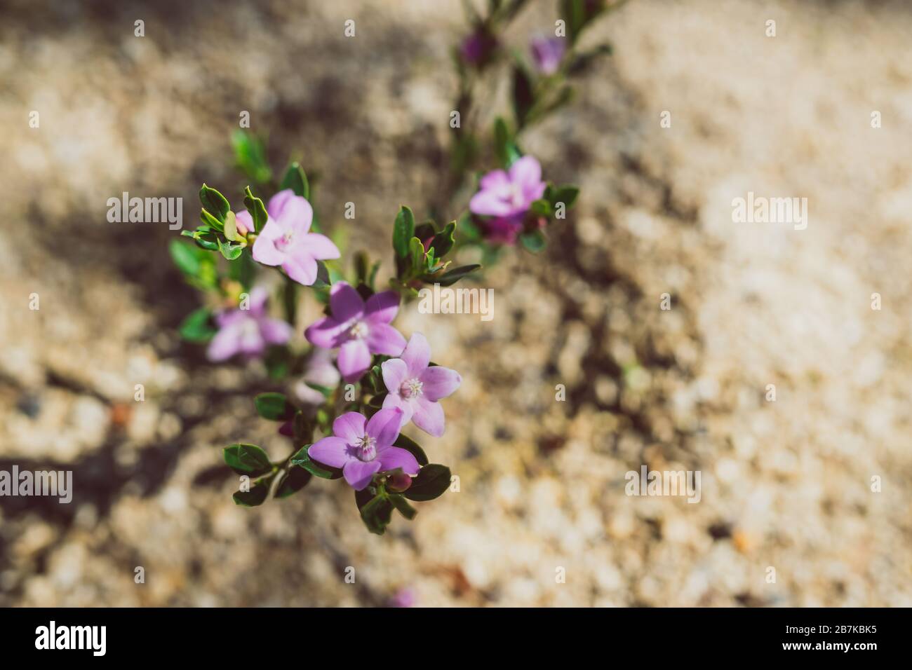 Crowea High Resolution Stock Photography and Images - Alamy