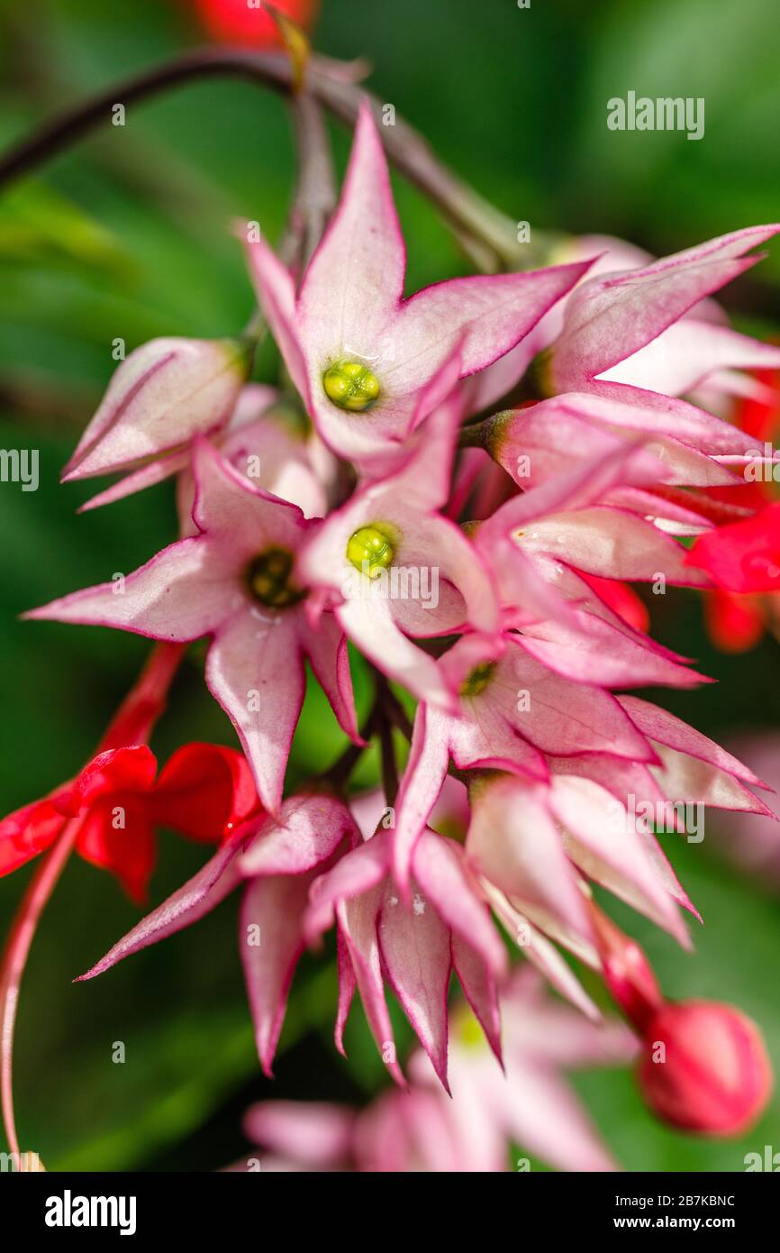 Blooming Clerodendrum thomsoniae or Bleeding heart, flowering ...