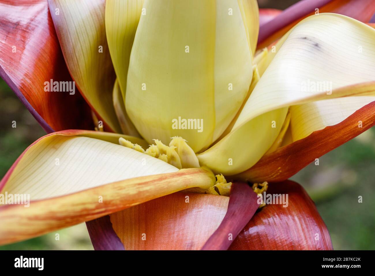 Banana inflorescence on banana tree. Bali, Indonesia. Close up Stock ...