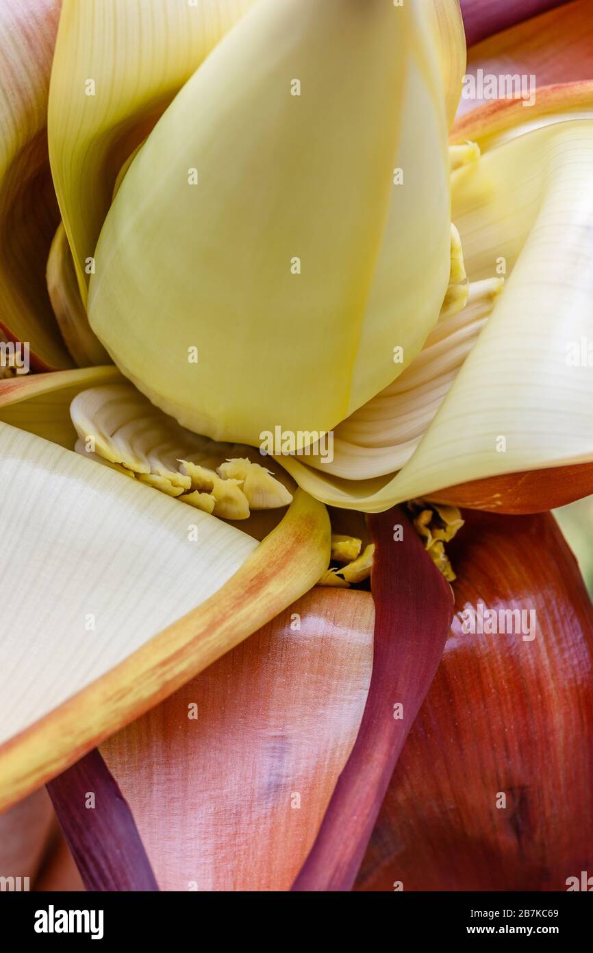 Inflorescence of banana hi-res stock photography and images - Alamy