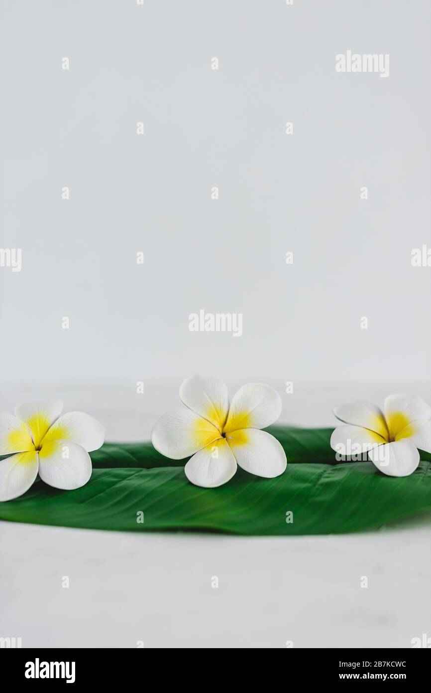 natural beauty and spa concept, monoi flowers on tropical green leaf on ...