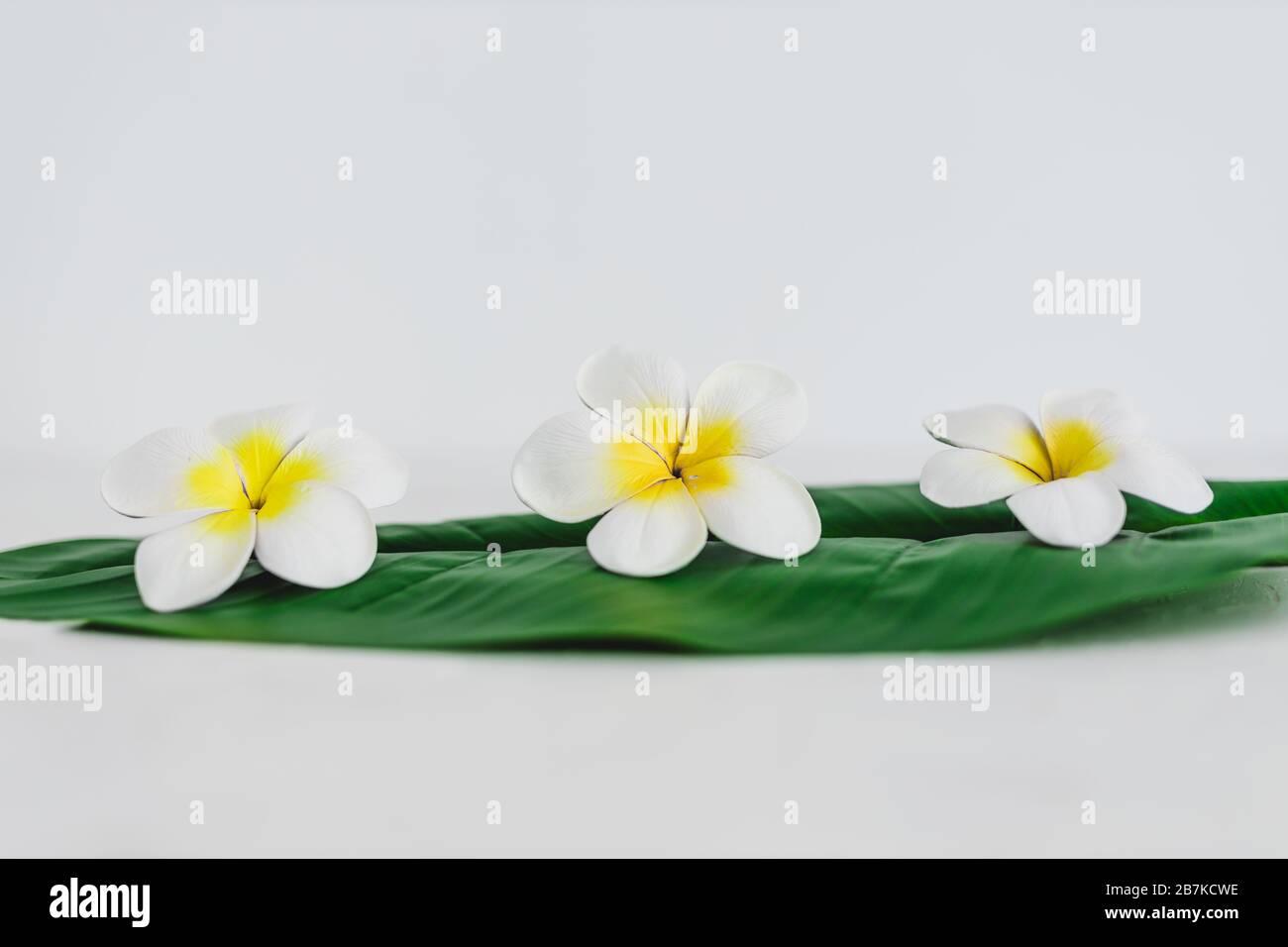 natural beauty and spa concept, monoi flowers on tropical green leaf on ...