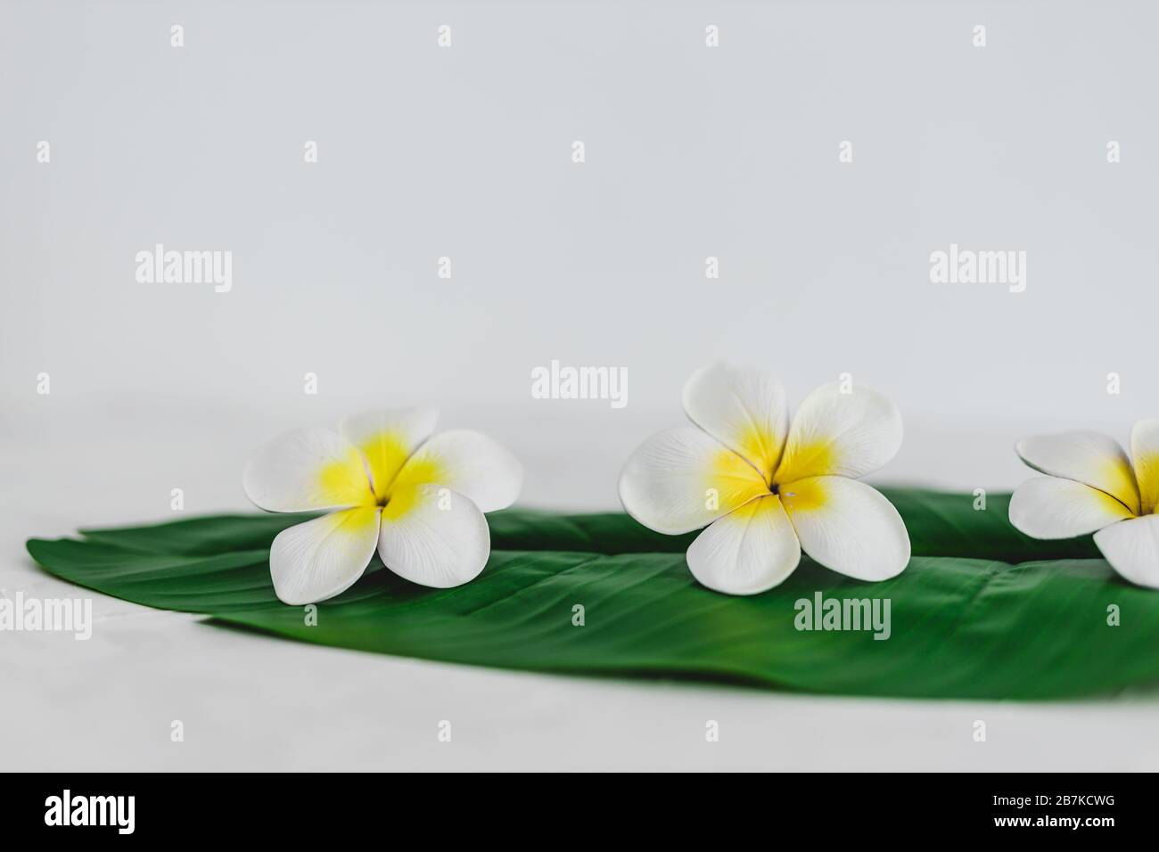 natural beauty and spa concept, monoi flowers on tropical green leaf on ...