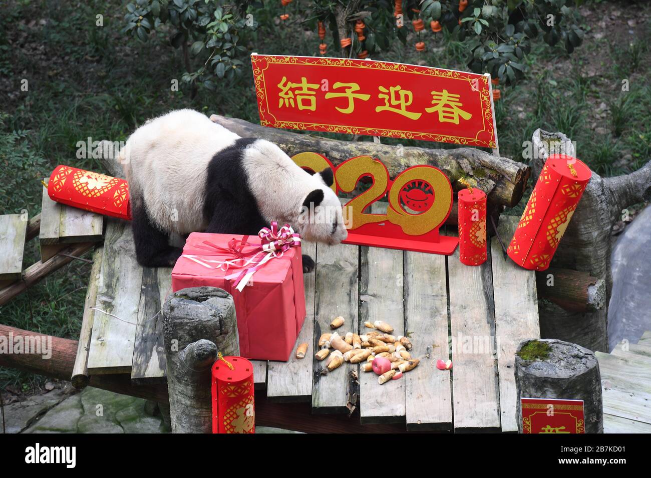 Xinxing, the longest-lived giant panda who was born in 1982, celebrates ...