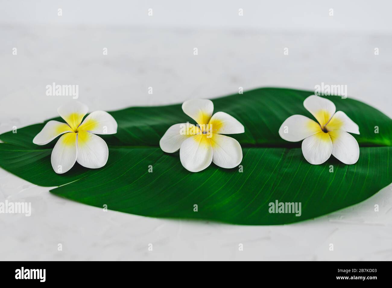 natural beauty and spa concept, monoi flowers on tropical green leaf on ...