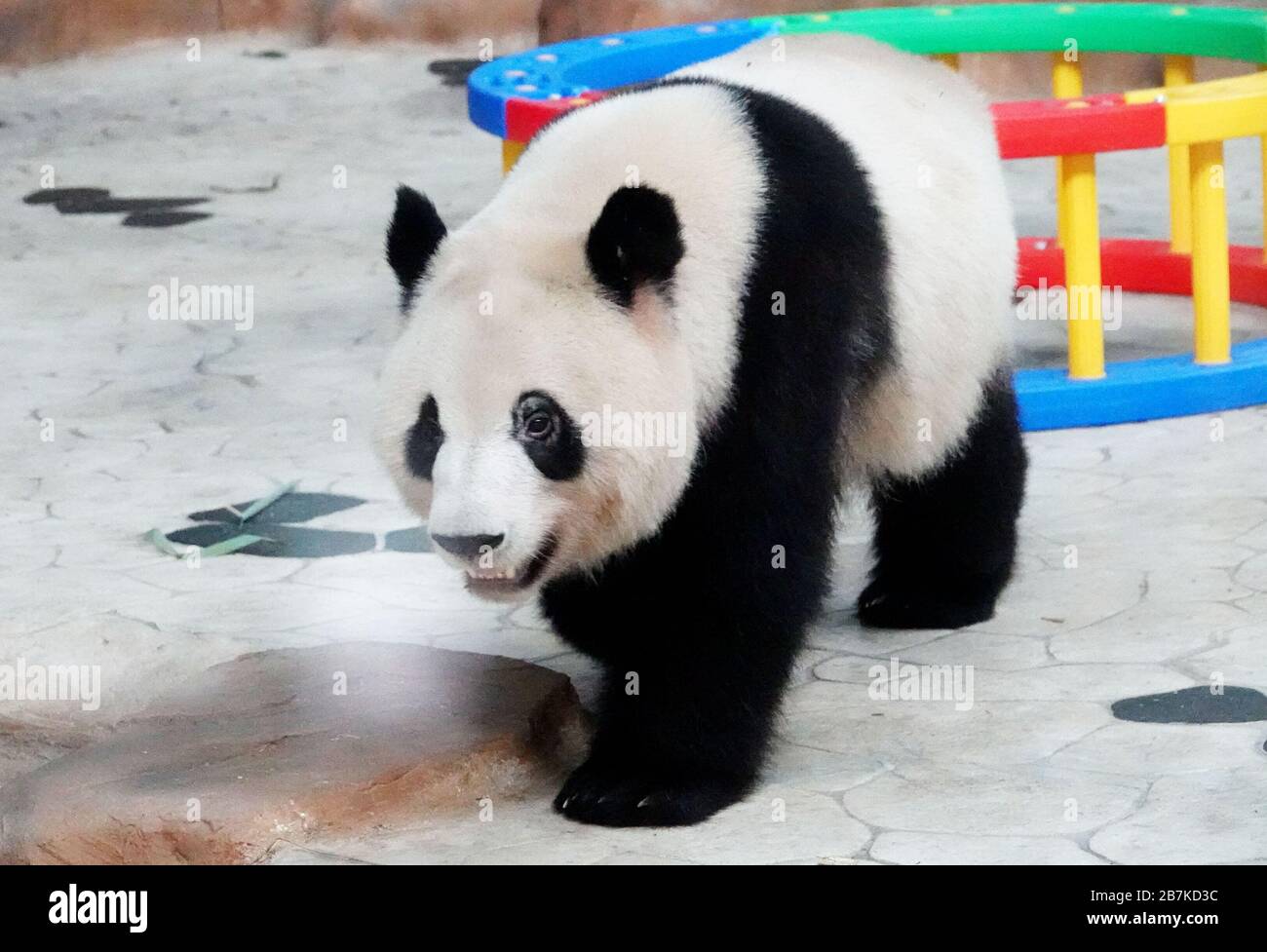 --File--Panda Ji Lan walks around at the Panda House at Nanning Zoo in ...