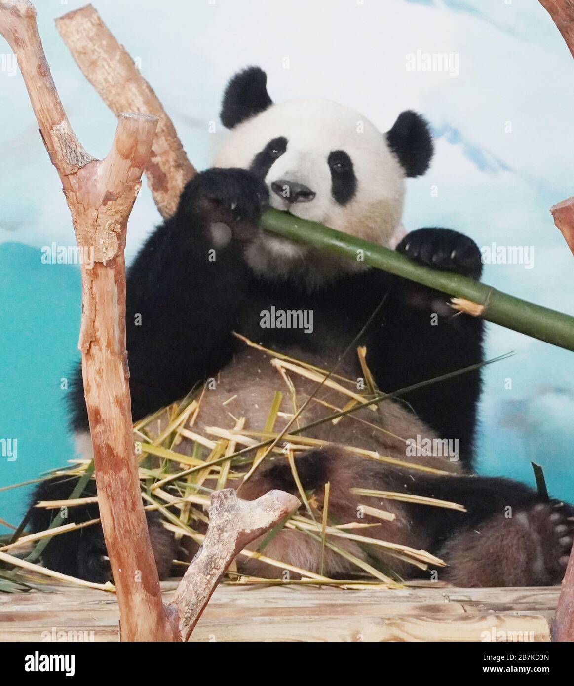 Ji ji panda hi-res stock photography and images - Alamy