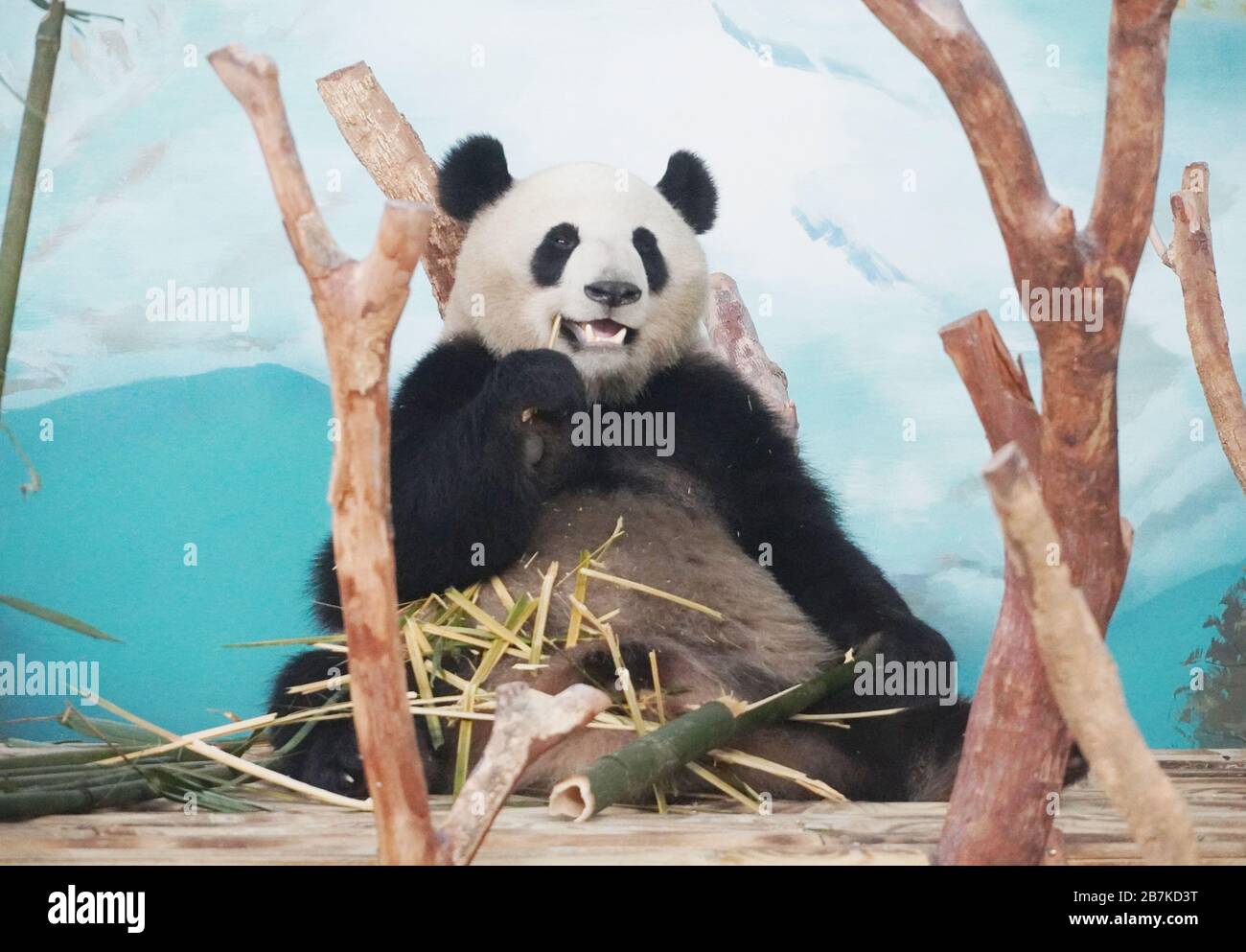 --File--Panda Ji Mei eats bamboos at the Panda House at Nanning Zoo in ...