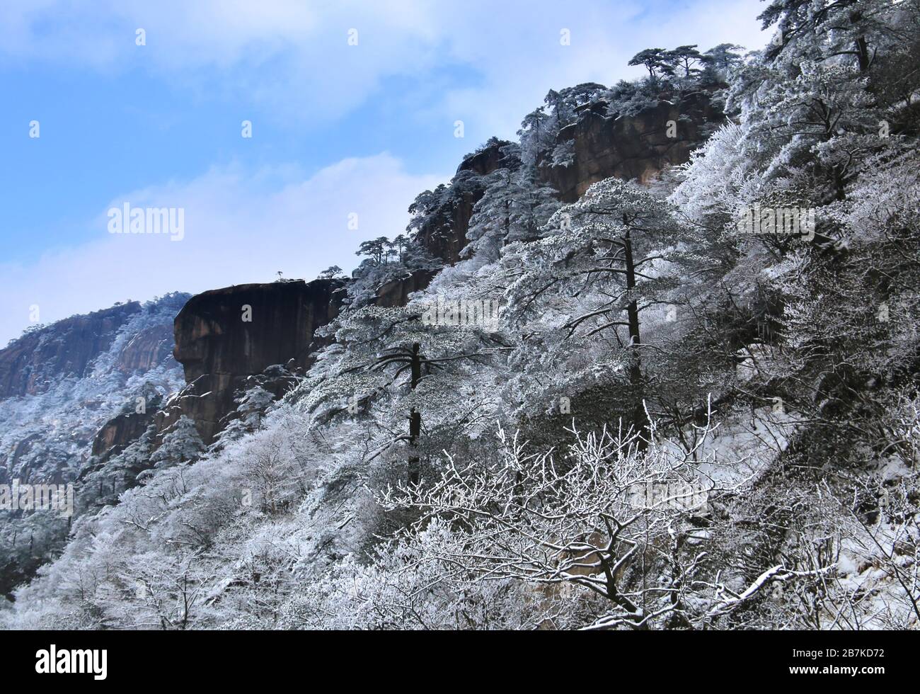 View of the trees wrapped up by snow at the Yellow Mountain in ...
