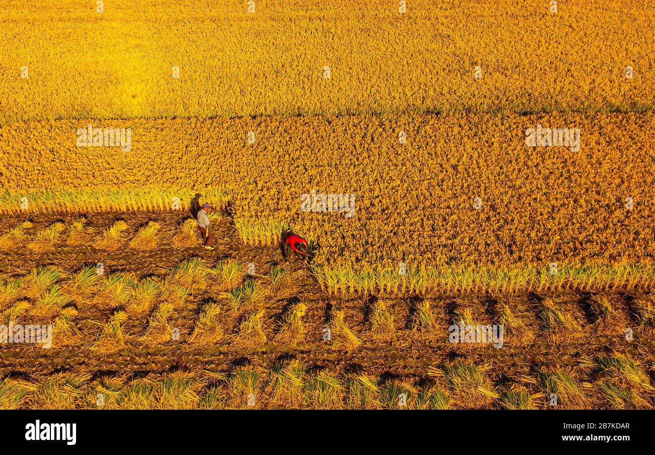 --FILE--An aerial view of local farmers harvesting ripe rice in the ...