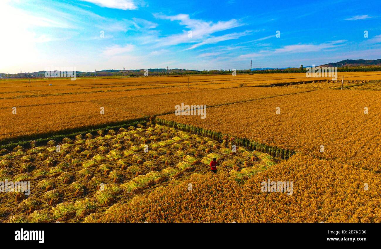 --FILE--An aerial view of local farmers harvesting ripe rice in the ...