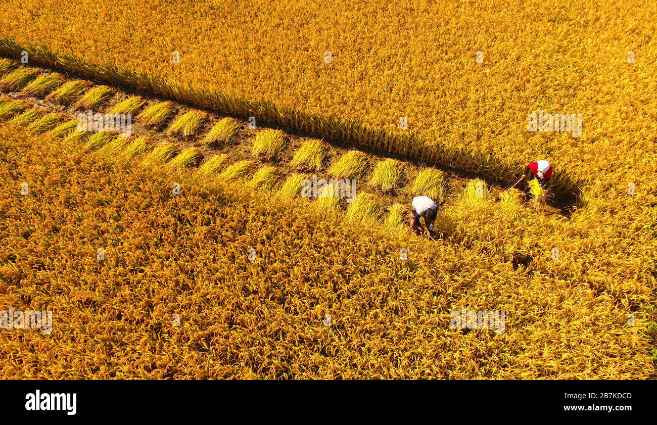 --FILE--An aerial view of local farmers harvesting ripe rice in the ...