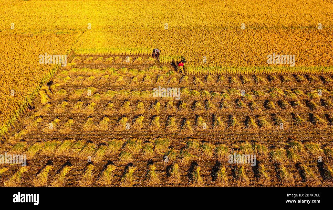 --FILE--An aerial view of local farmers harvesting ripe rice in the ...
