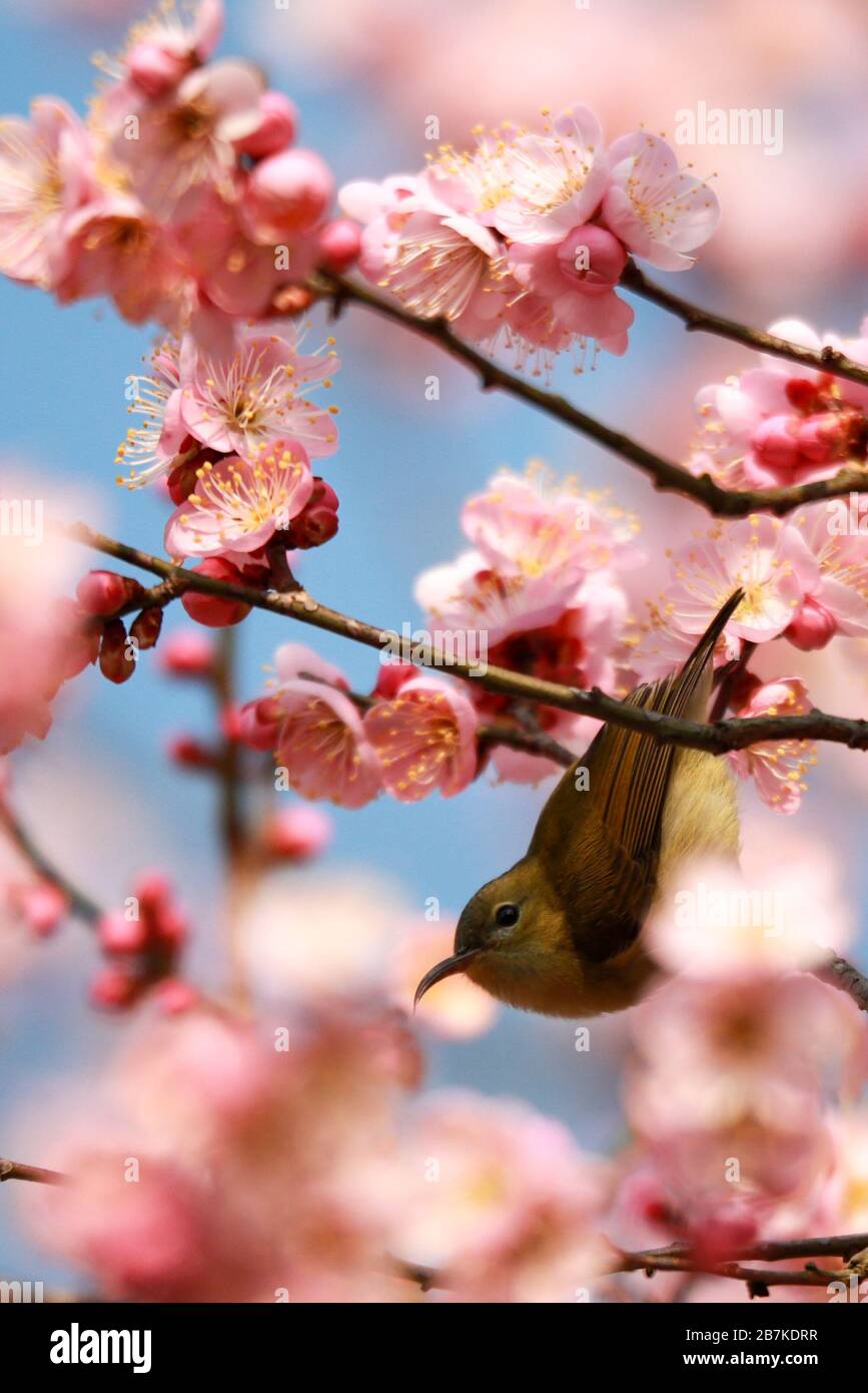A bird is seen in bettwen flowers blossoming at the Batou Park near the ...