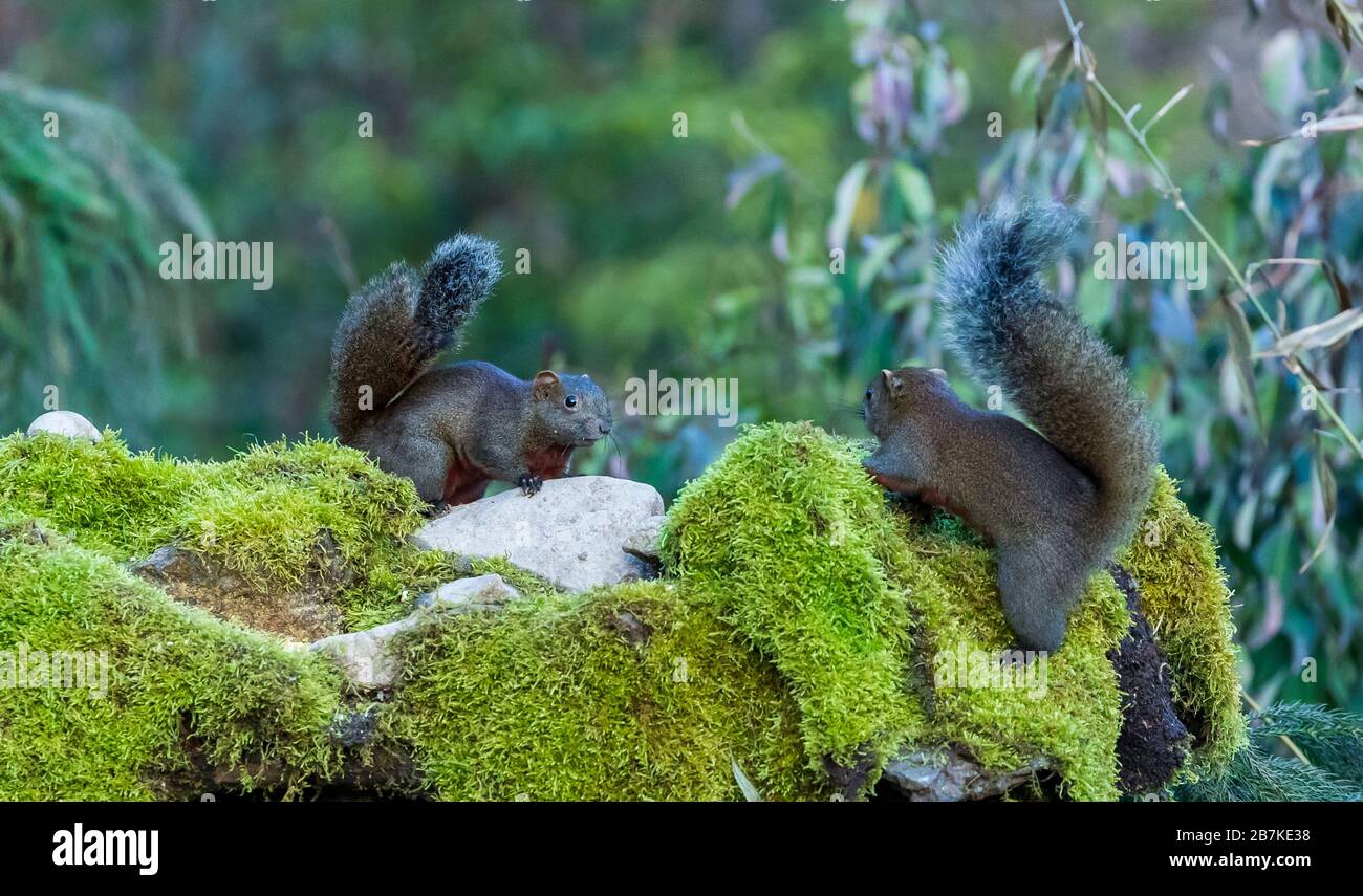Squirrels of china hi-res stock photography and images - Alamy