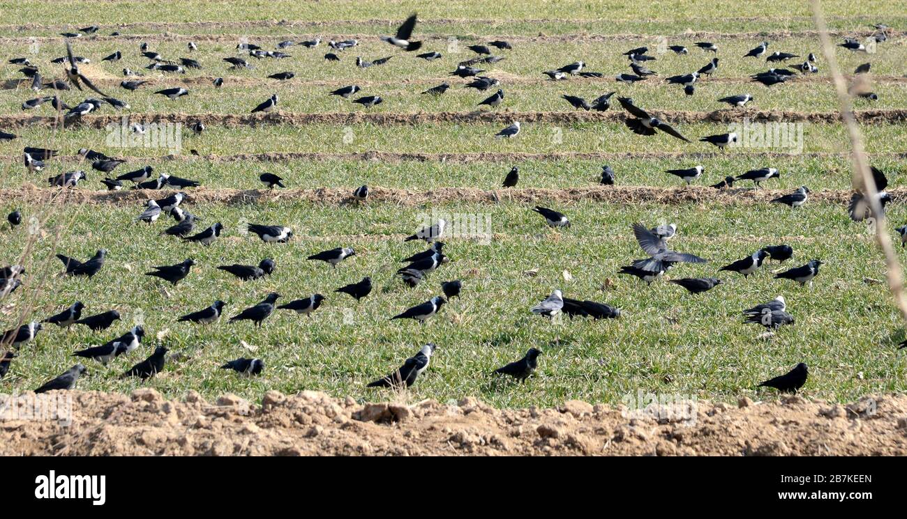 Group of crows hi-res stock photography and images - Alamy