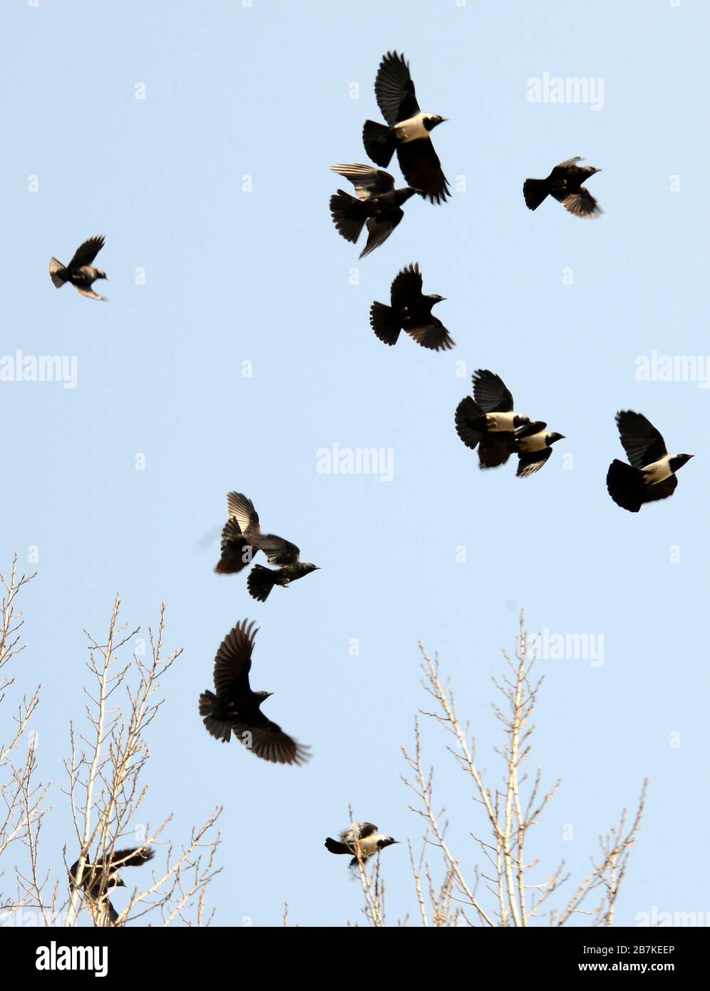 Group of crows hi-res stock photography and images - Alamy
