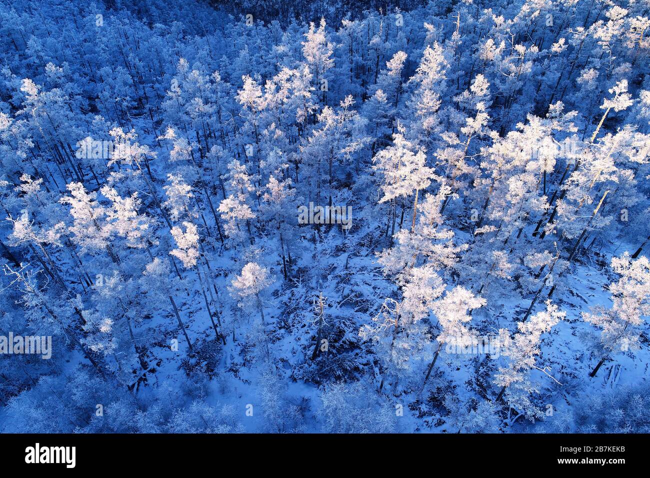--File--Aerial view of Daxing'anling Forest covered by snow in Da ...
