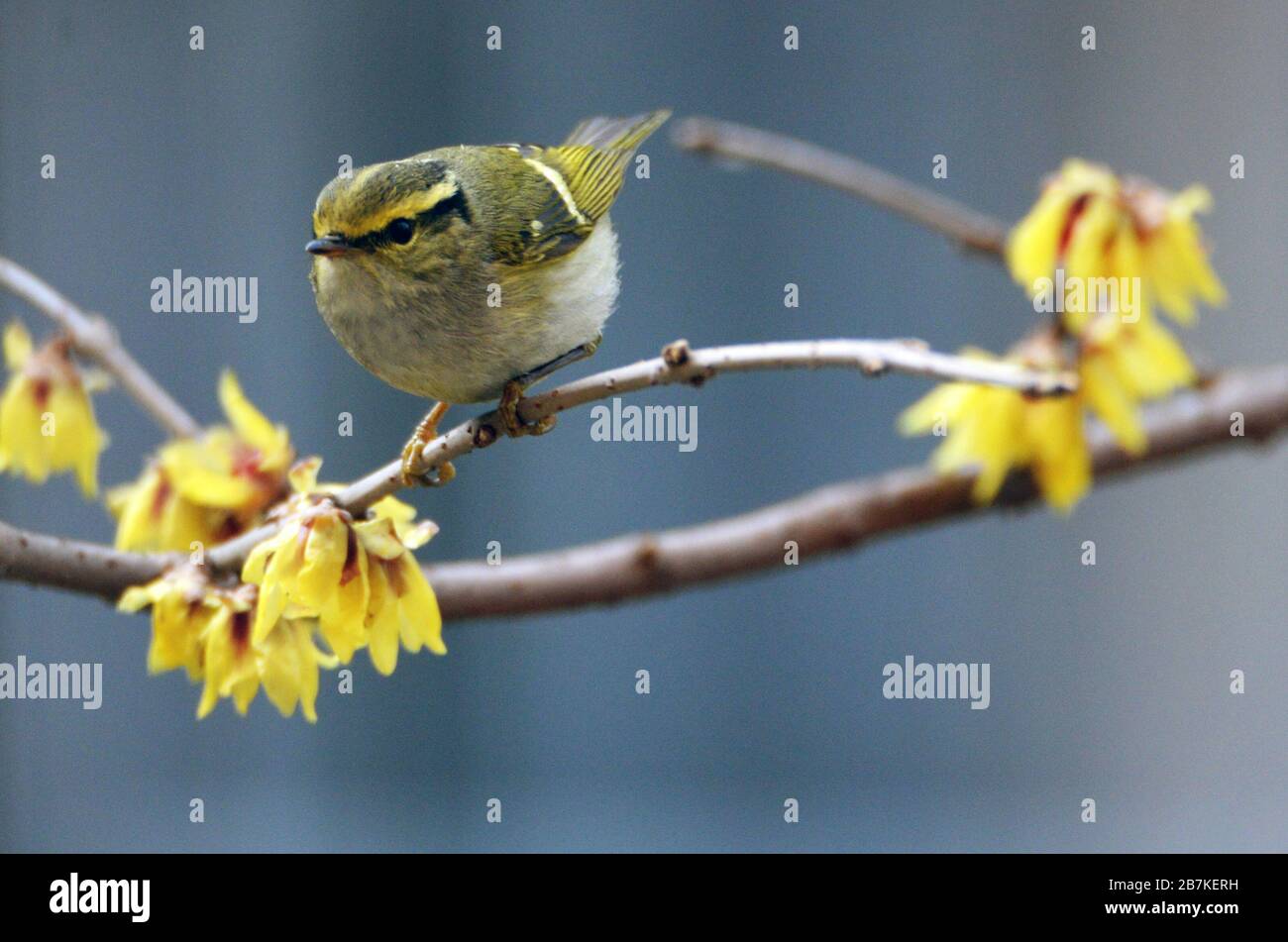 Luan tree hi-res stock photography and images - Alamy