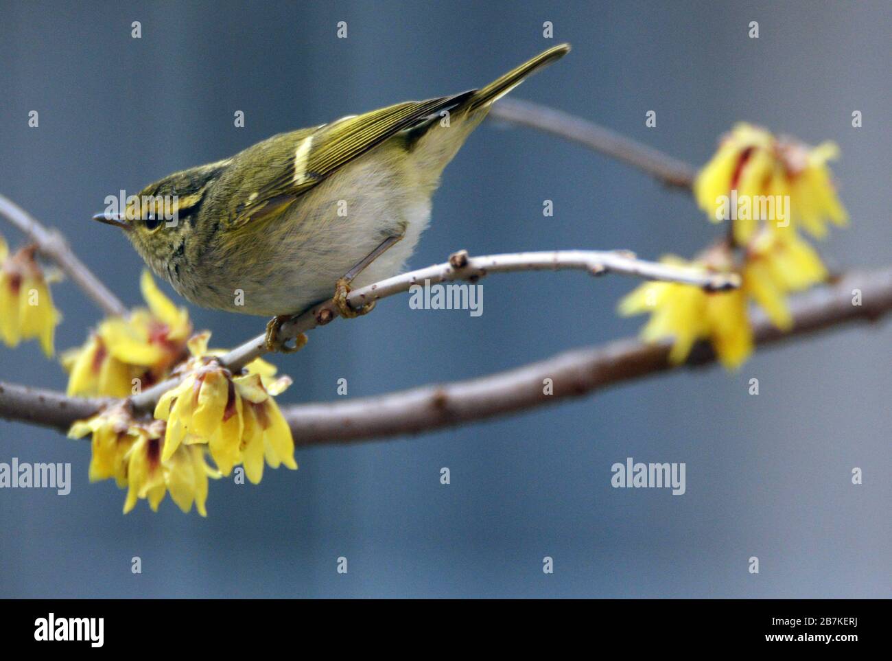 Luan tree hi-res stock photography and images - Alamy