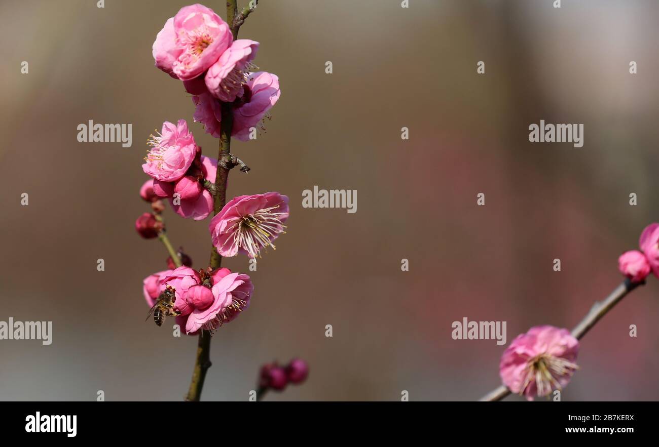 Chinese plums hi-res stock photography and images - Alamy