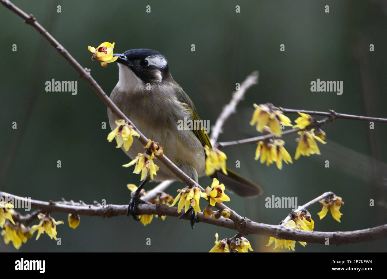 Luan tree hi-res stock photography and images - Alamy