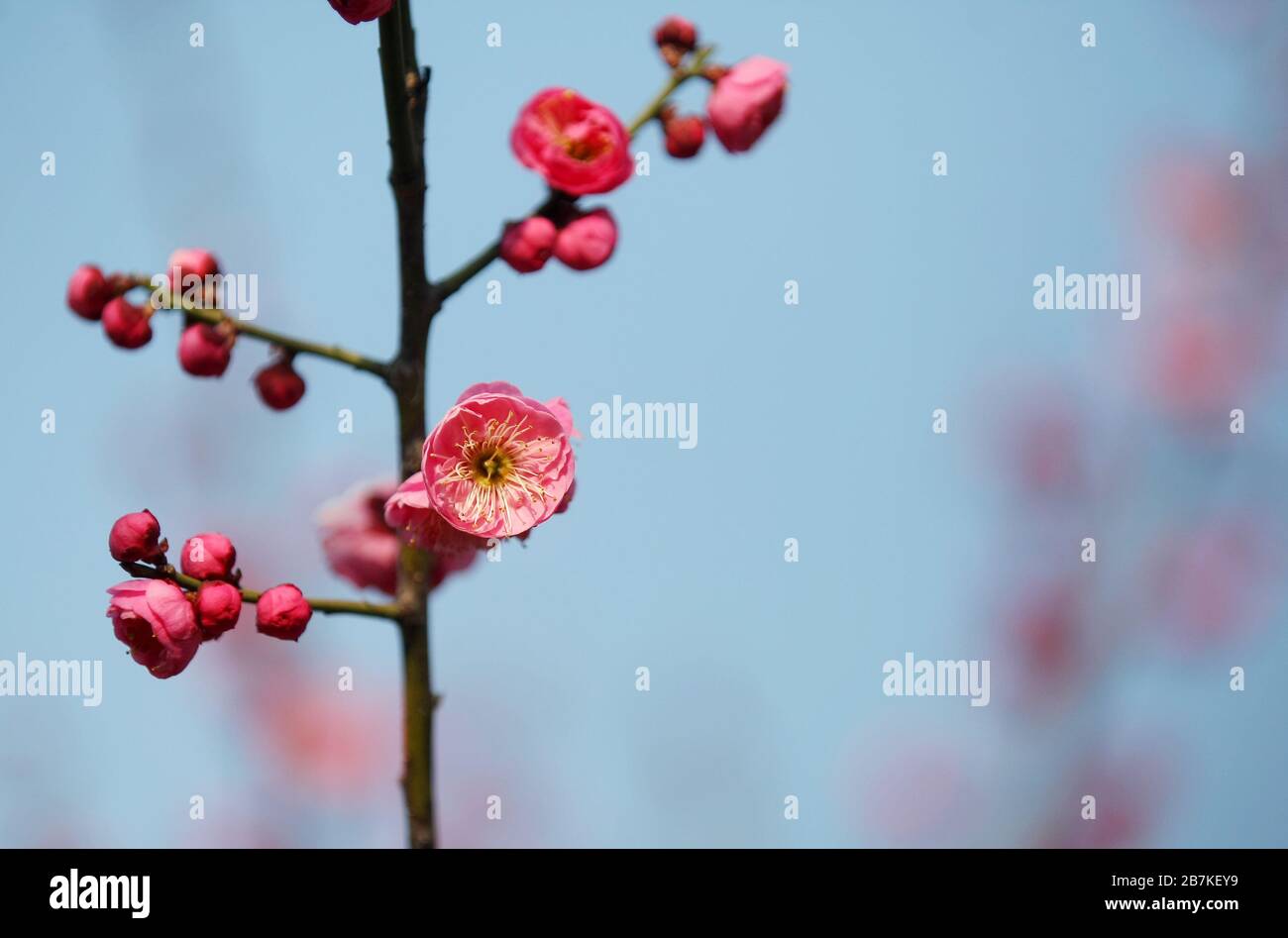 Chinese plums hi-res stock photography and images - Alamy