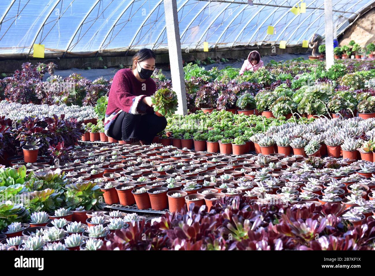 People grow succulent plant in greenhouse in Shijiazhuang city, north ...