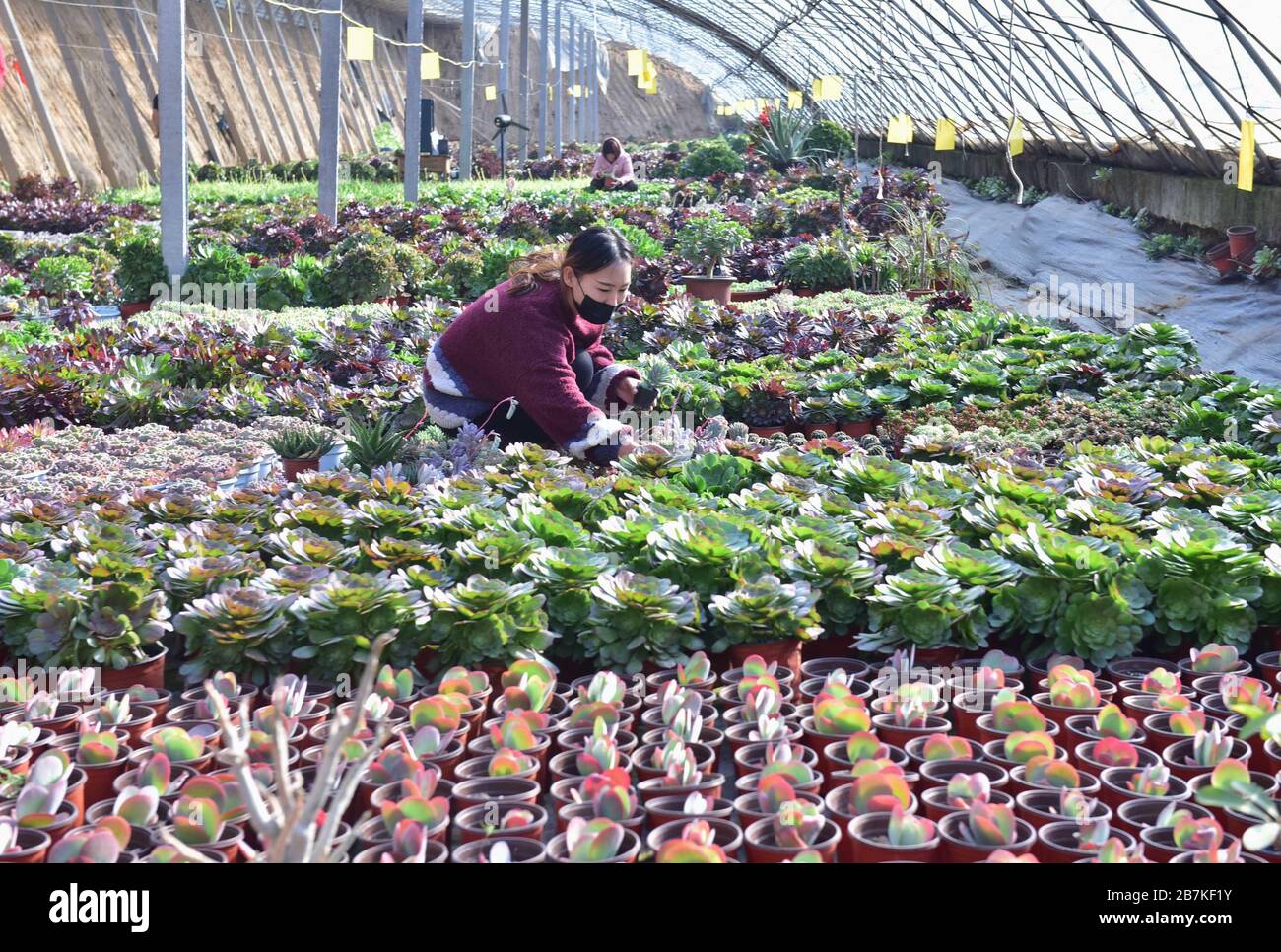 People grow succulent plant in greenhouse in Shijiazhuang city, north ...