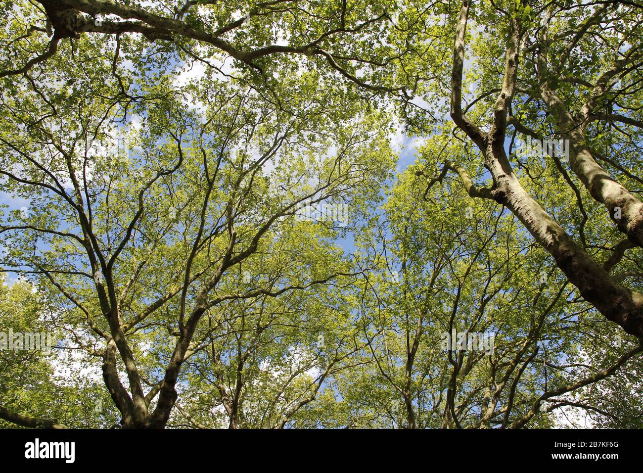 Spring view of Silver Maple Trees in a sunny day, Green Park, London ...