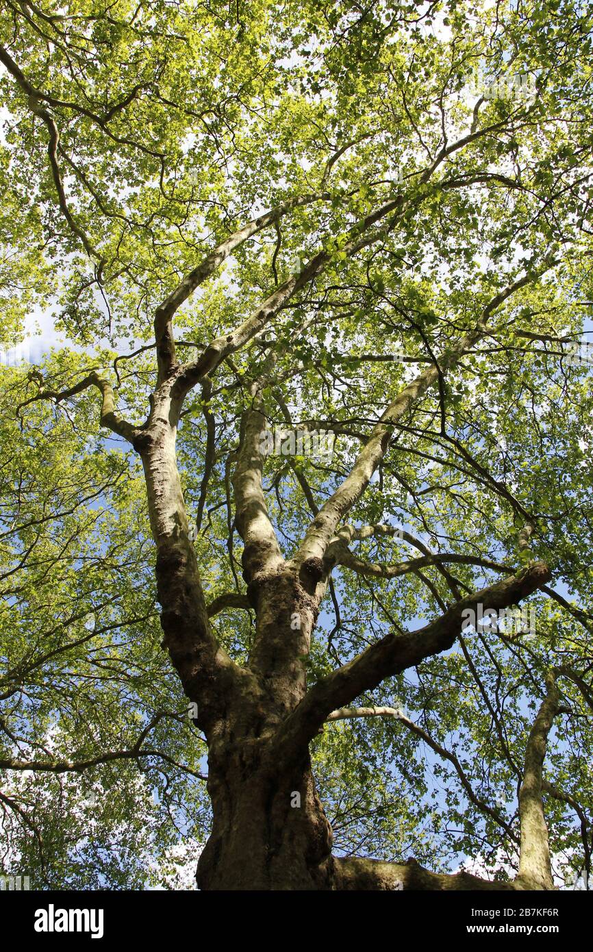 Spring view of Silver Maple Trees in a sunny day, Green Park, London ...