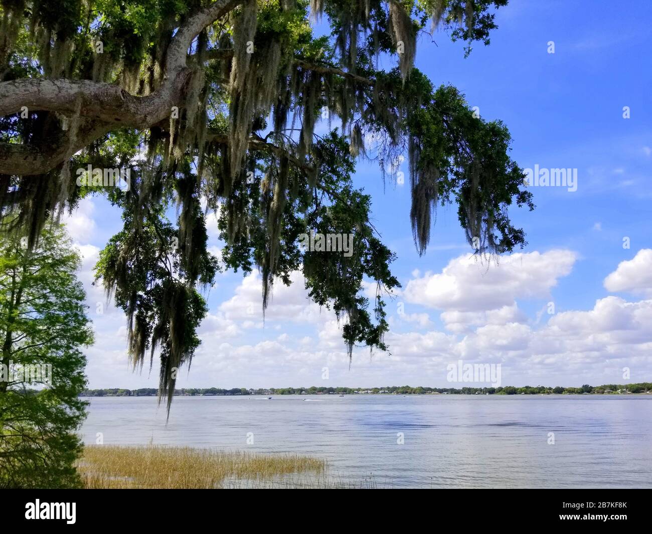 An oak tree with moss by the lake near Heritage Park, Winter Haven ...