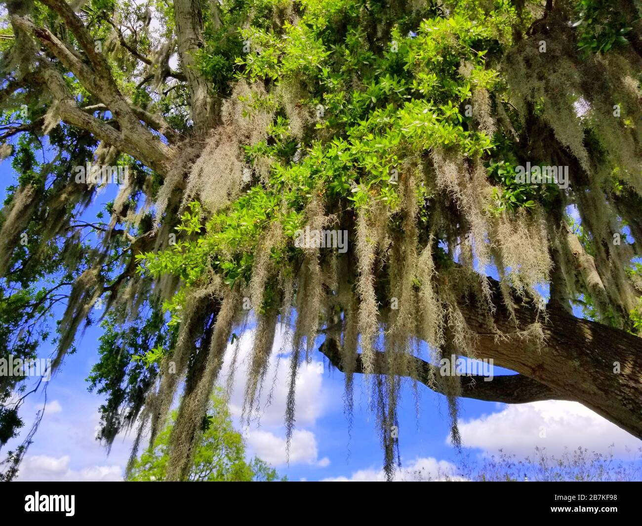 An oak tree with moss near Heritage Park, Winter Haven, Florida, U.S.A ...